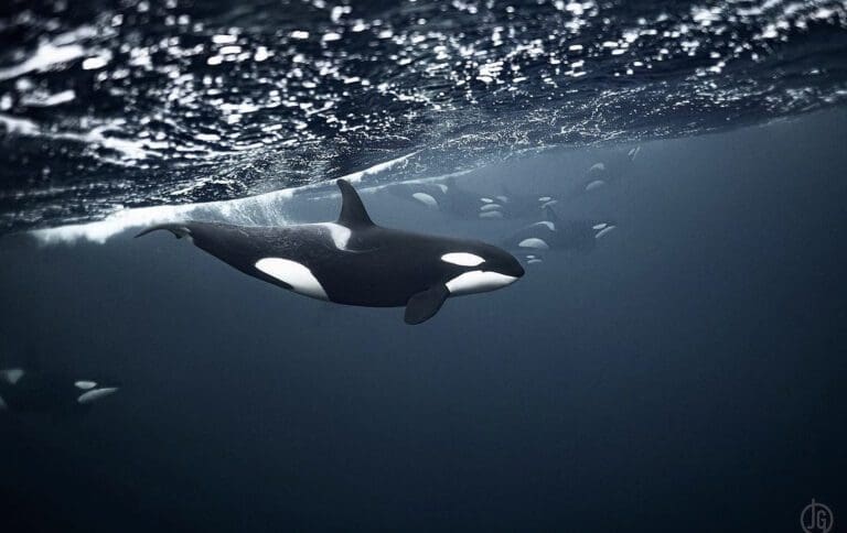 Get To Know The Orca - Killer Whale | Wildest