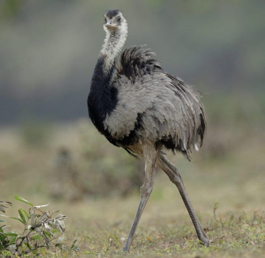 World's Largest Birds: The 10 Biggest Bird Species of all time | Wildest