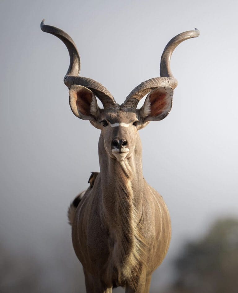 Get to Know the Kudu: Africa's Majestic Antelope | Wildest