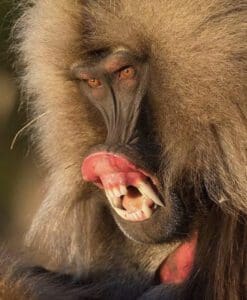 Get To Know The Gelada | Wildest