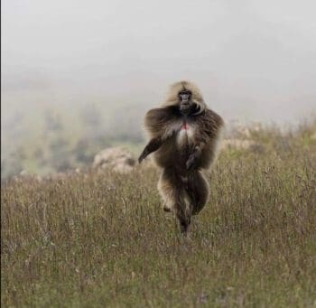 Get To Know The Gelada | Wildest