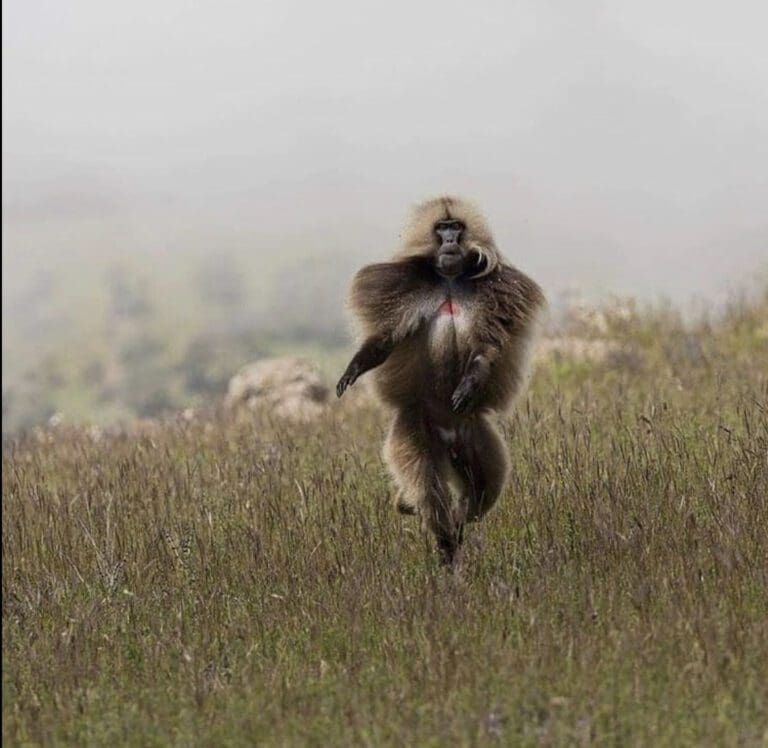 Get To Know The Gelada | Wildest
