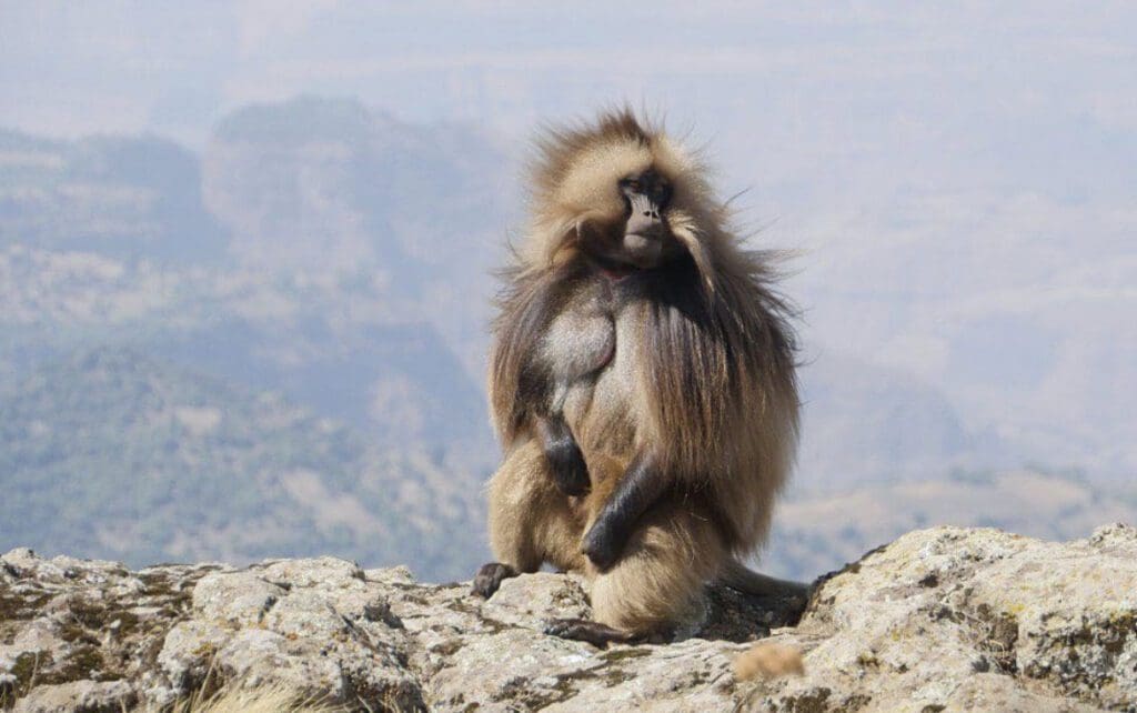 Get To Know The Gelada | Wildest
