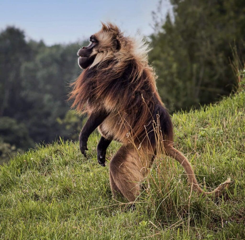 Get To Know The Gelada | Wildest
