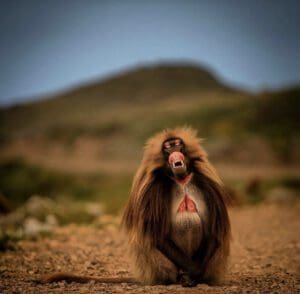 Get To Know The Gelada | Wildest