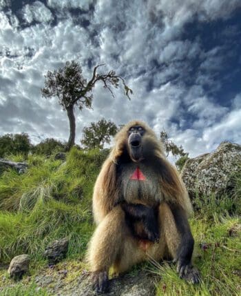 Get To Know The Gelada | Wildest