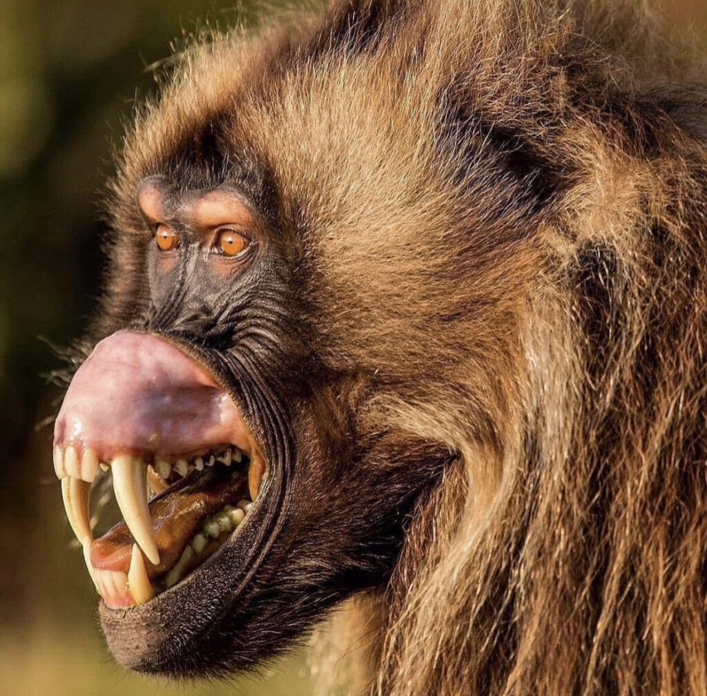 Get To Know The Gelada | Wildest