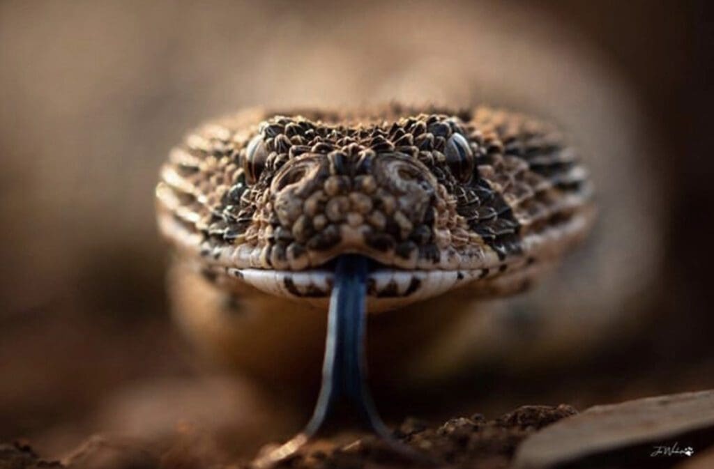 Get To Know The Puff Adder | Wildest