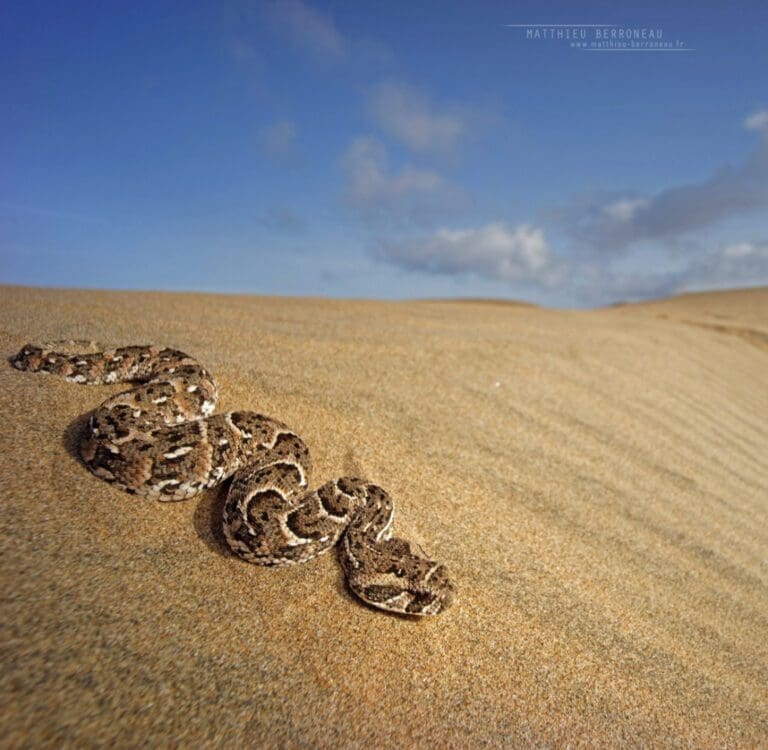 Get To Know The Puff Adder | Wildest
