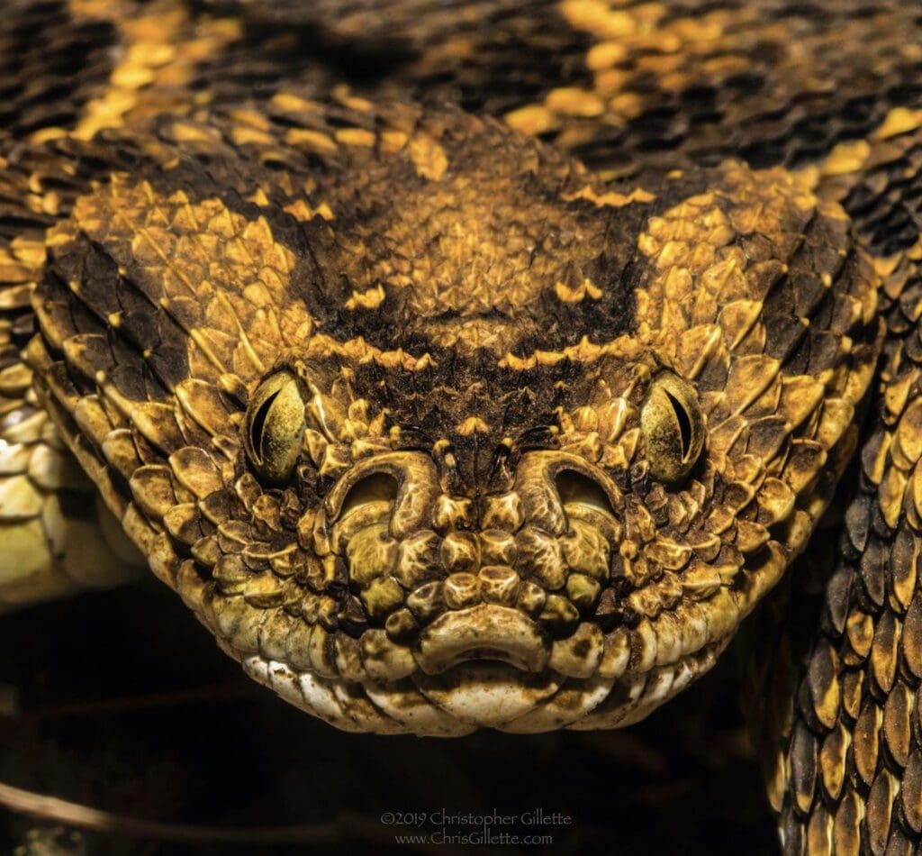 Get To Know The Puff Adder | Wildest