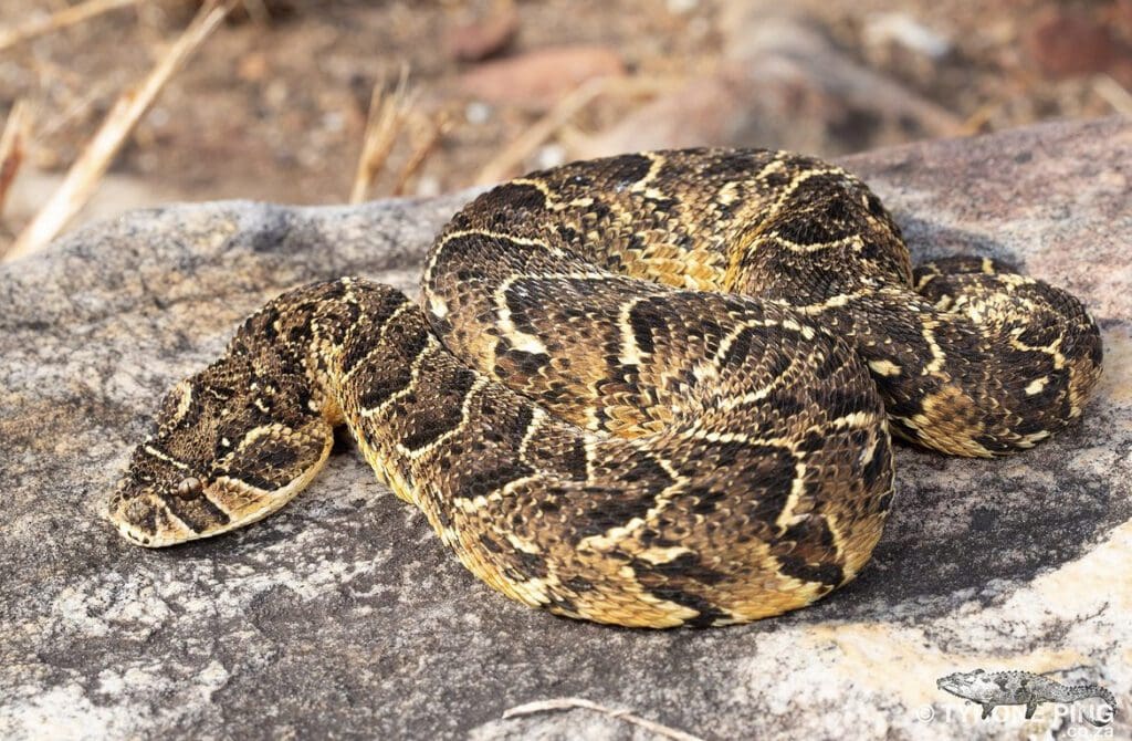 Get To Know The Puff Adder | Wildest