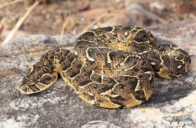 Get To Know The Puff Adder | Wildest