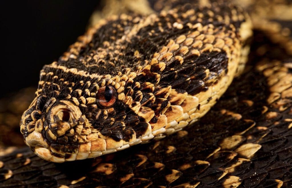 Get To Know The Puff Adder | Wildest