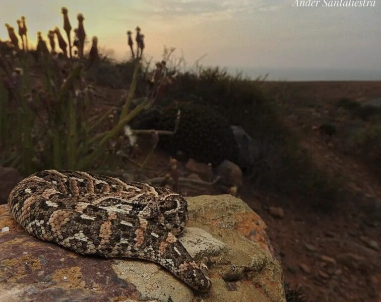 Get To Know The Puff Adder | Wildest