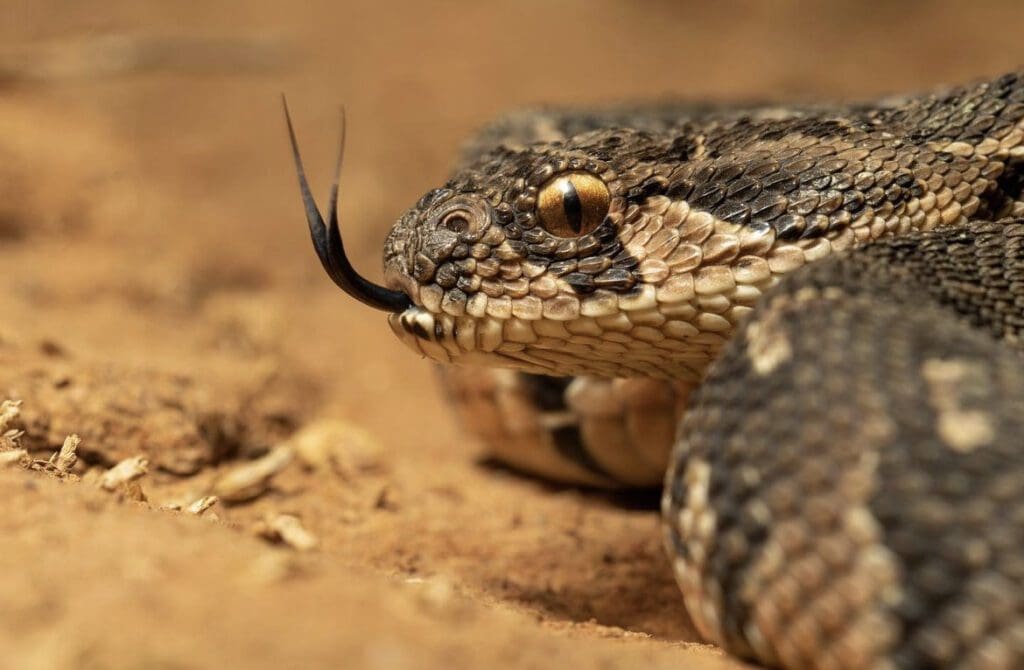 Get To Know The Puff Adder | Wildest