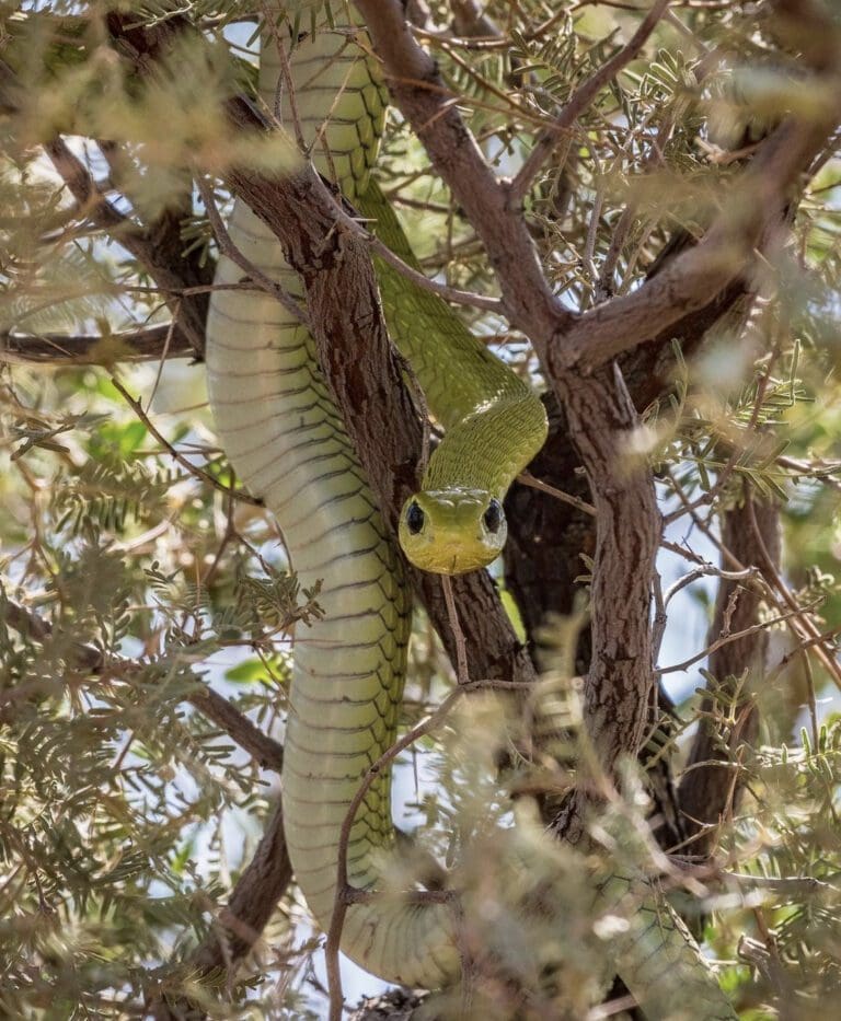 Get to Know the Boomslang | Wildest