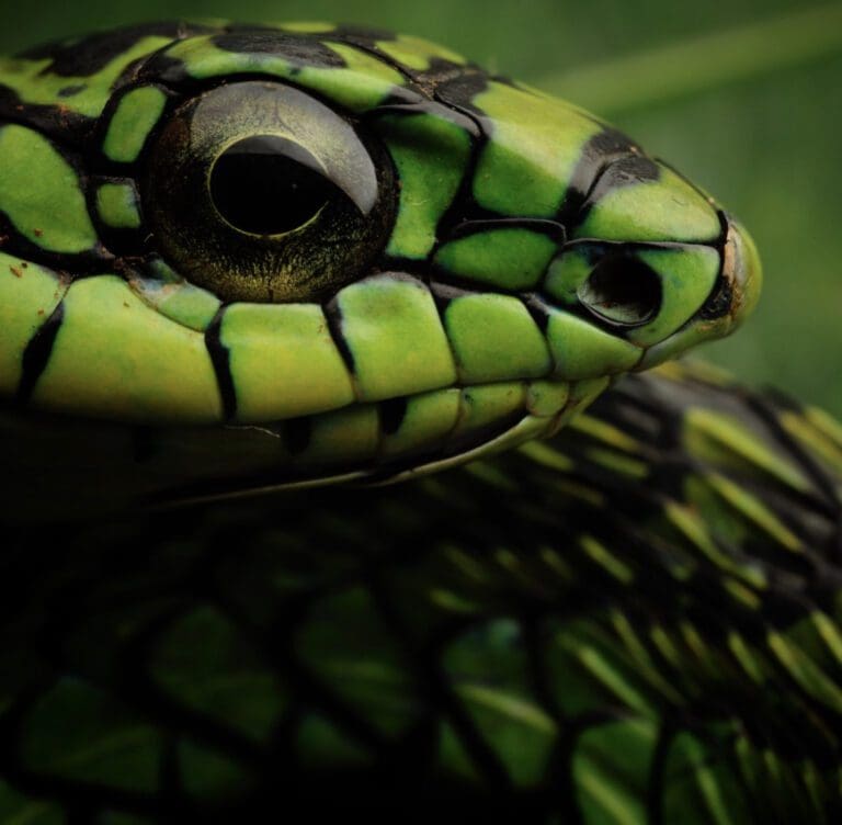 Get to Know the Boomslang | Wildest