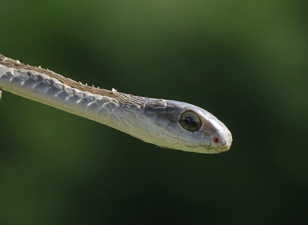 Get to Know the Boomslang | Wildest