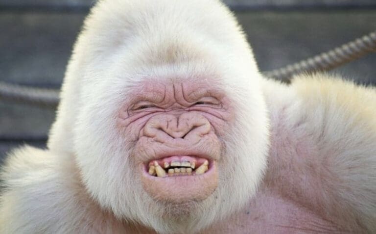 Meet Snowflake The Legendary White Gorilla Wildest