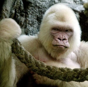 Meet Snowflake - The Legendary White Gorilla | Wildest