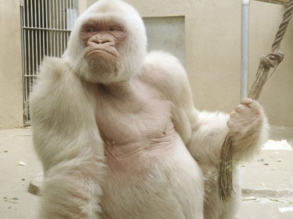 Meet Snowflake - The Legendary White Gorilla | Wildest