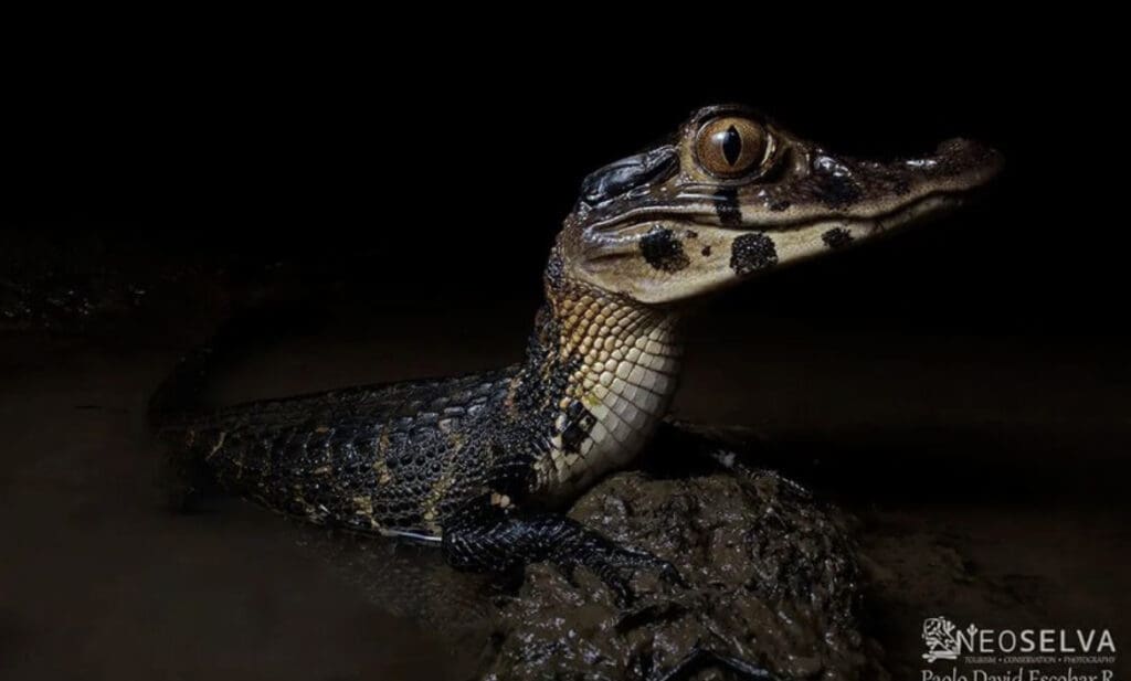 Get To Know The Black Caiman - Amazon Super Predator | Wildest