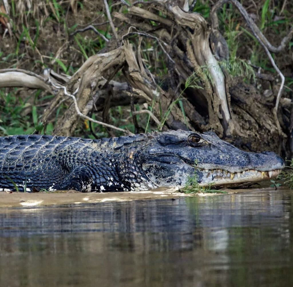 Get To Know The Black Caiman - Amazon Super Predator | Wildest