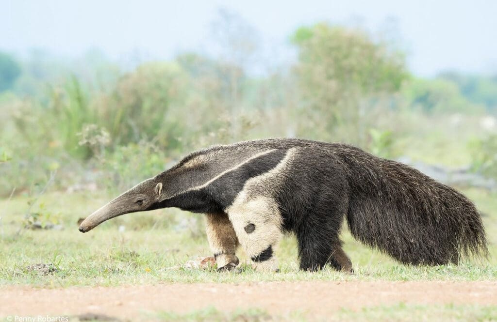 Get to Know the Giant Anteater | Wildest