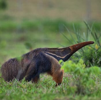 Get to Know the Giant Anteater | Wildest