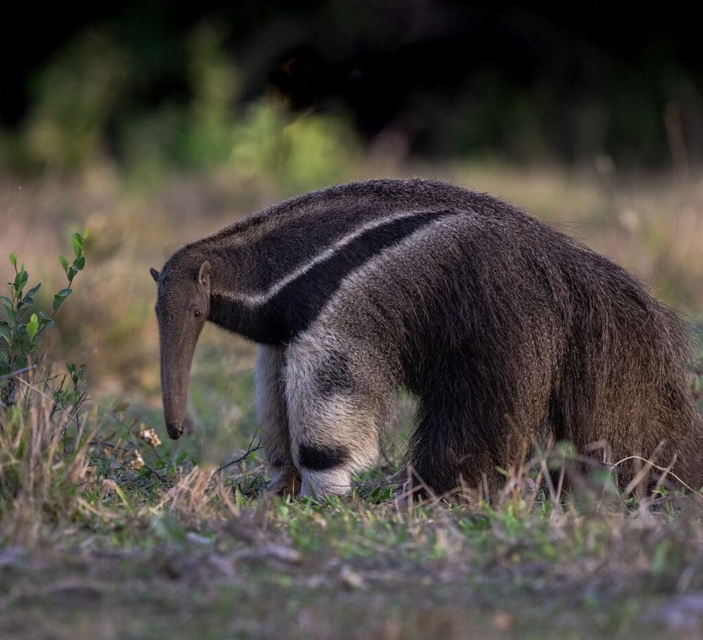 Get to Know the Giant Anteater | Wildest