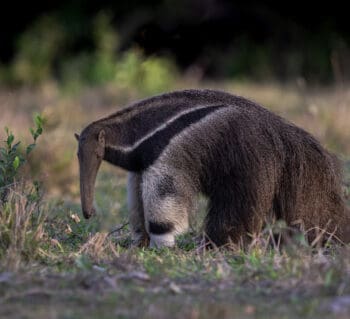 Get to Know the Giant Anteater | Wildest
