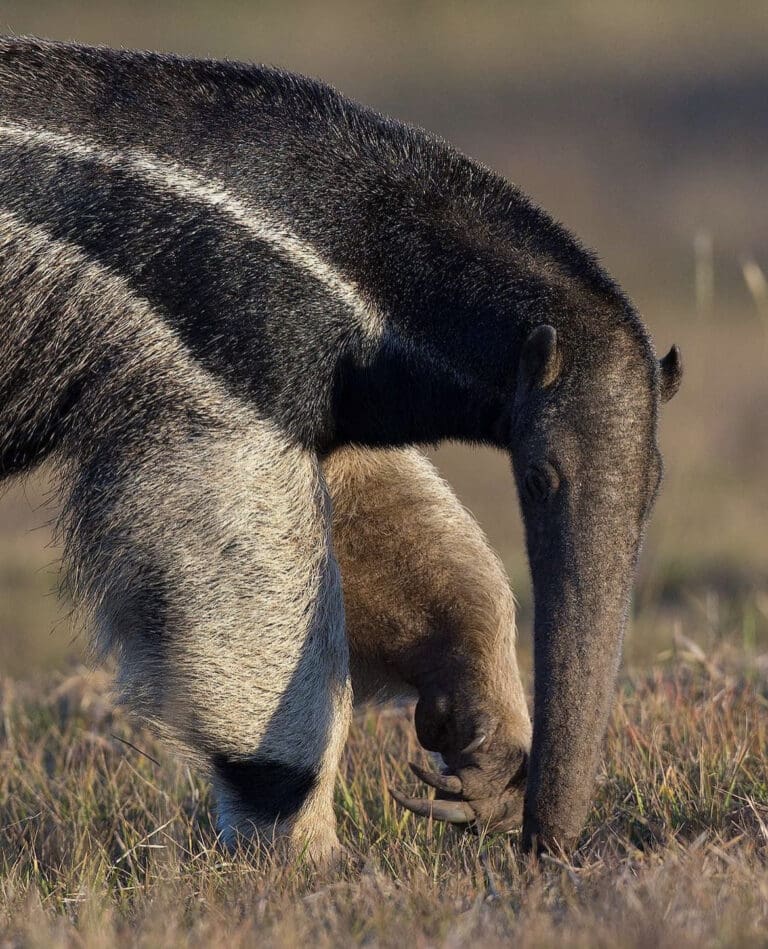 Get to Know the Giant Anteater | Wildest