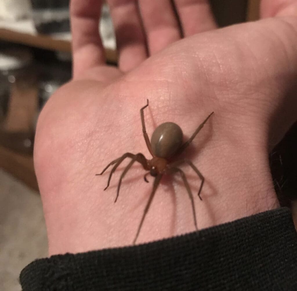 Deadly Spiders of the World - 10 Fearsome Arachnids | Wildest