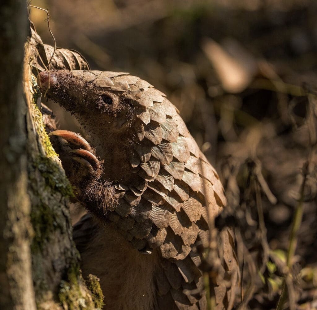 Get To Know The Pangolin | Wildest