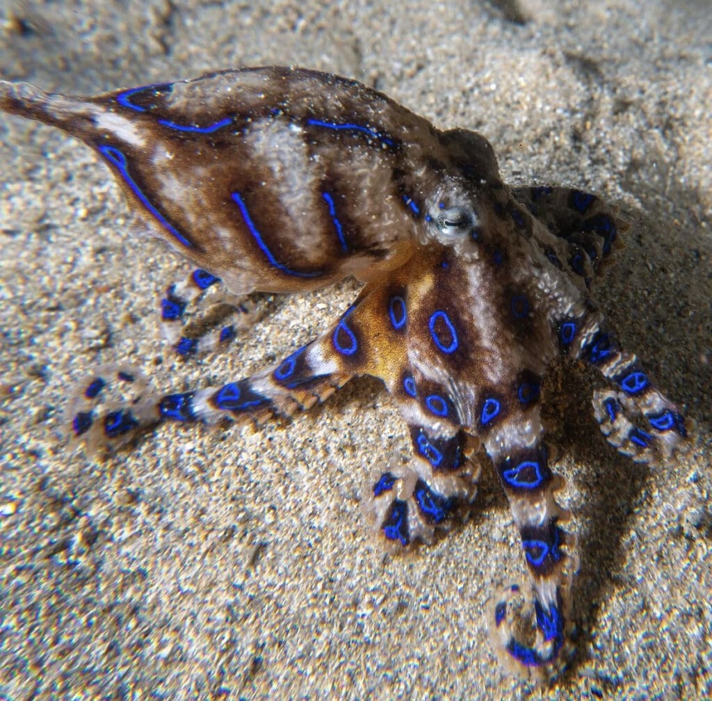 Get To Know the Blue-Ringed Octopus | Wildest