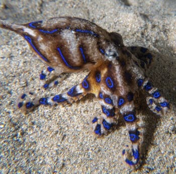 Get To Know the Blue-Ringed Octopus | Wildest