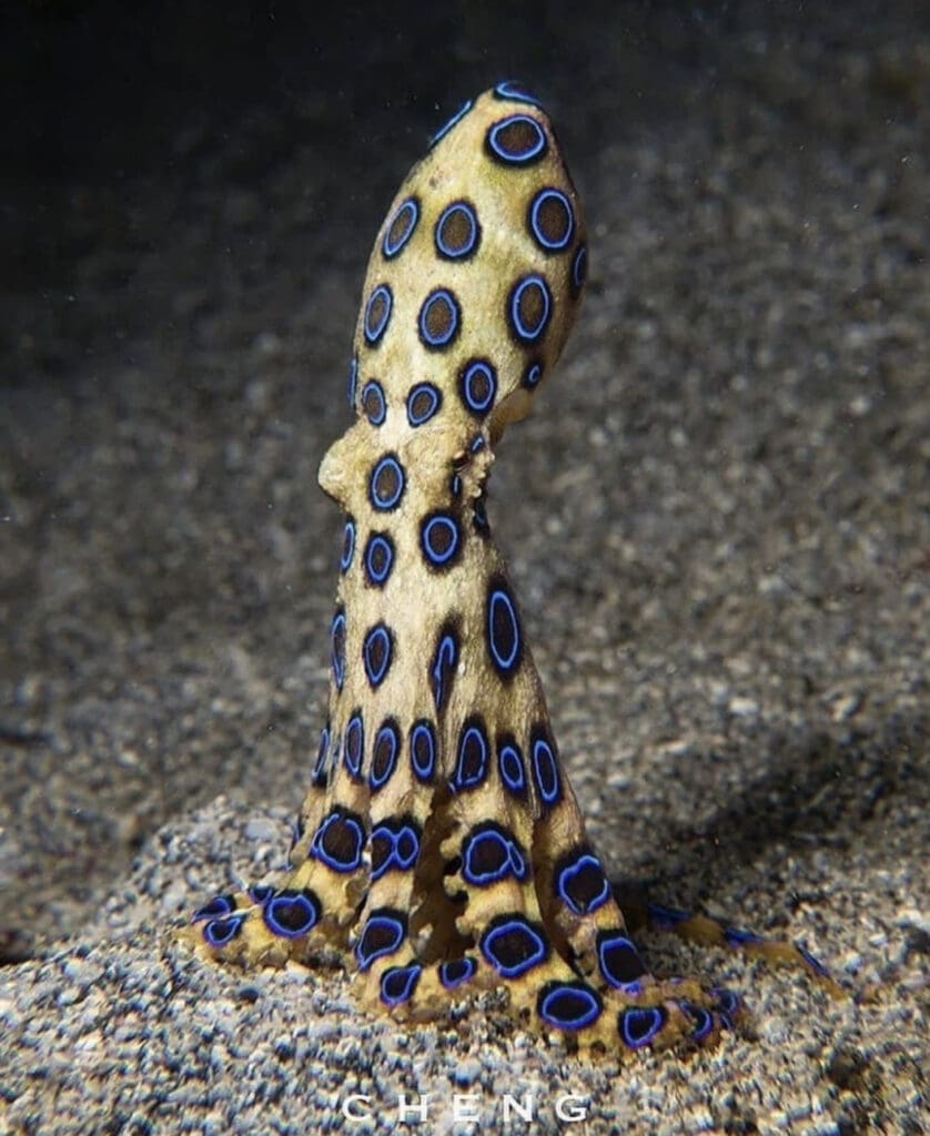 Get To Know the Blue-Ringed Octopus | Wildest