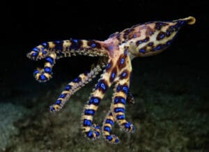 Get To Know the Blue-Ringed Octopus | Wildest
