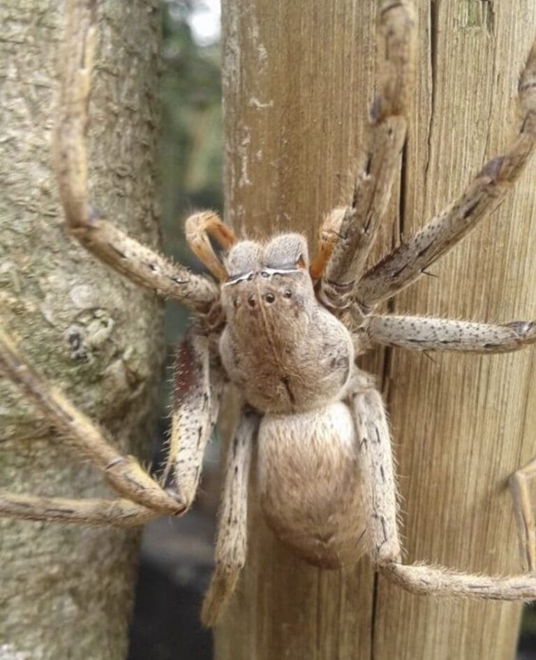 Get To Know The Huntsman Spider | Wildest