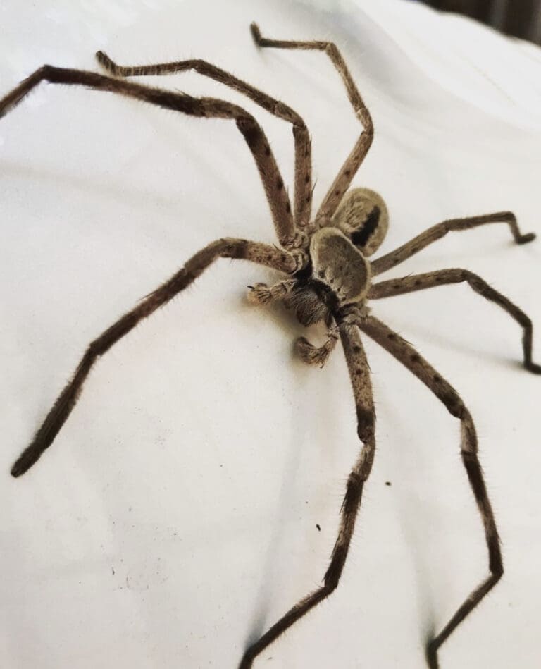 Get To Know The Huntsman Spider | Wildest