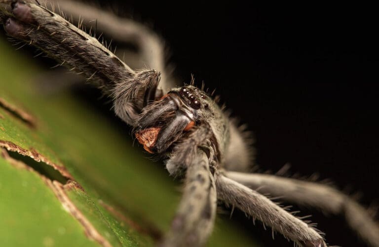 Get To Know The Huntsman Spider | Wildest