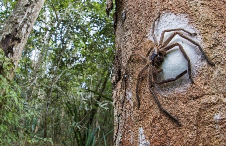 Get To Know The Huntsman Spider | Wildest