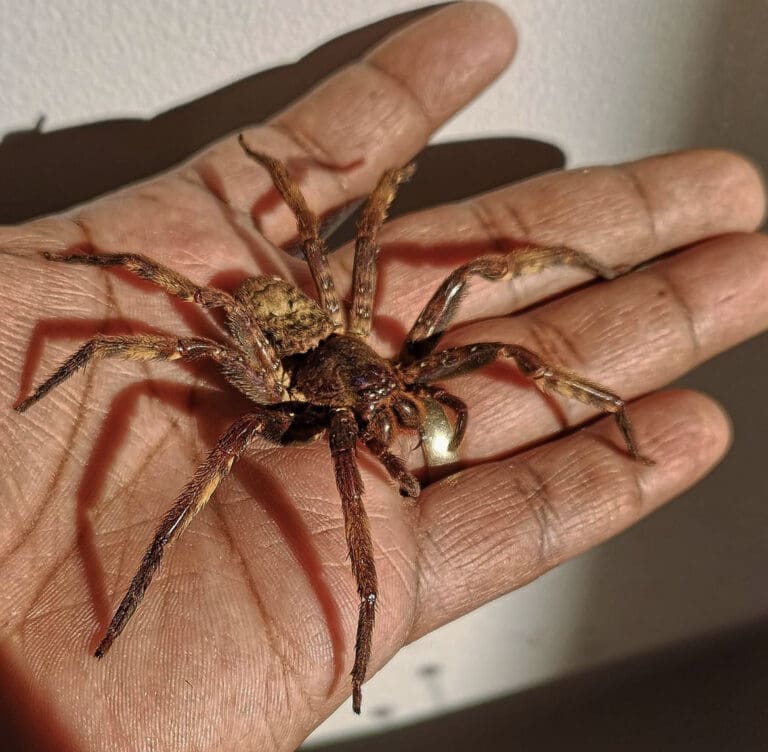Get To Know The Huntsman Spider | Wildest
