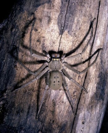 Get To Know The Huntsman Spider | Wildest