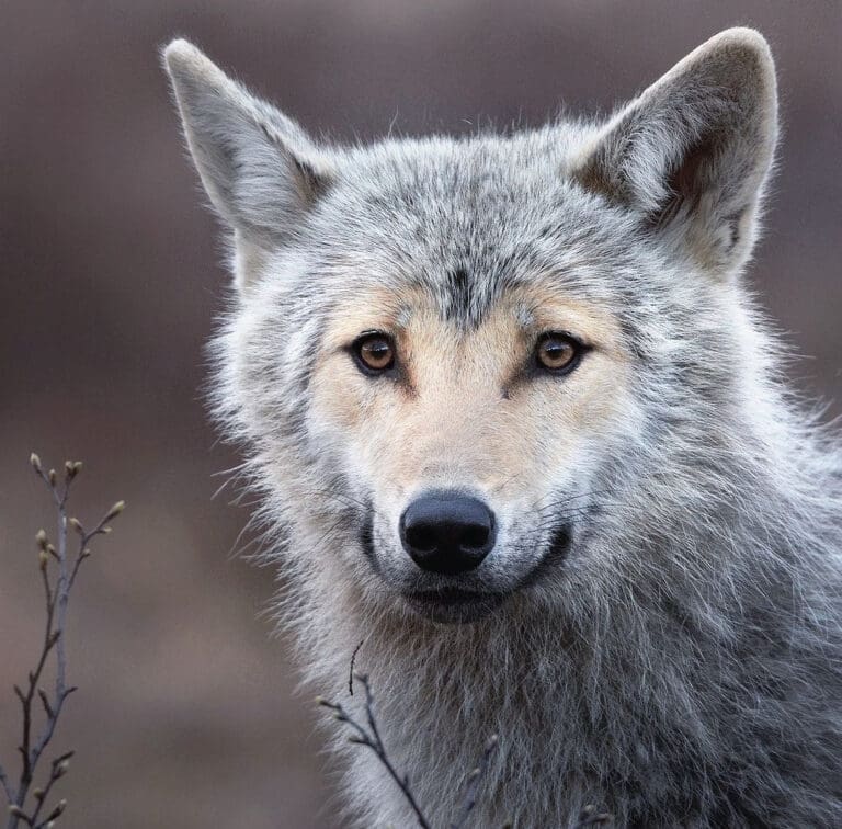 The Best Places to See the Grey Wolf in Europe | Wildest