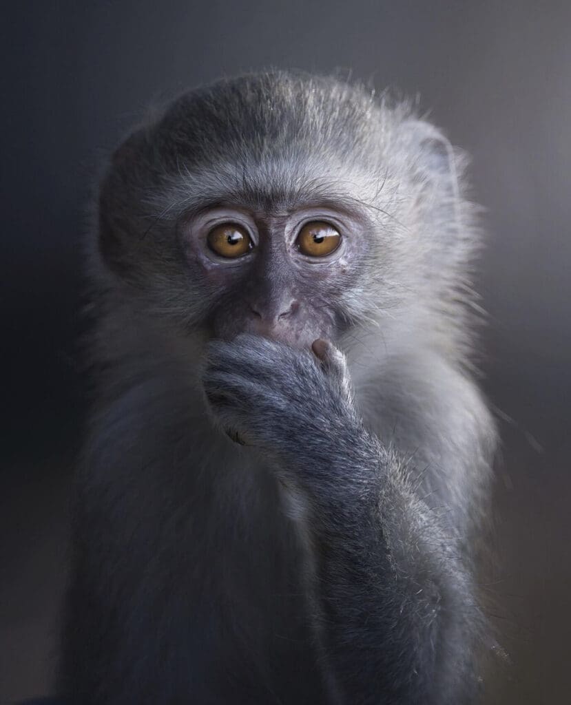 Get To Know The Vervet Monkey - Facts, Myths and Photos | Wildest