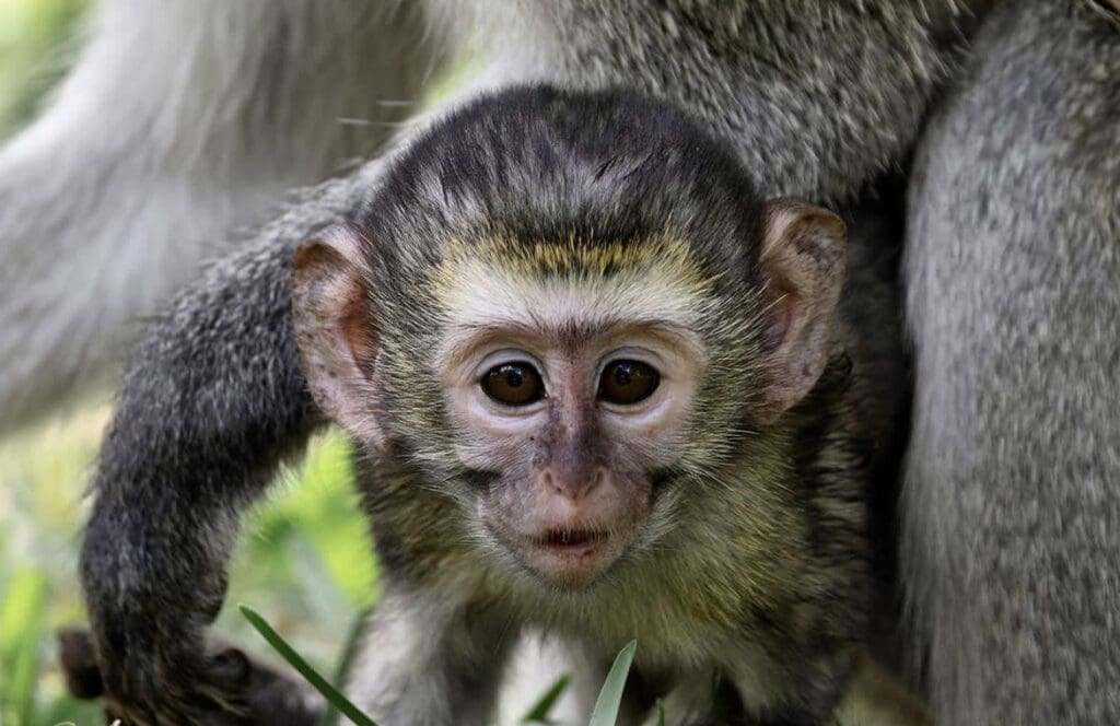 Get To Know The Vervet Monkey - Facts, Myths and Photos | Wildest