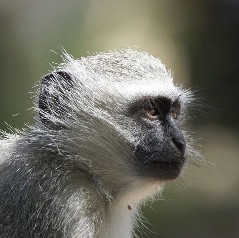 Get To Know The Vervet Monkey - Facts, Myths and Photos | Wildest