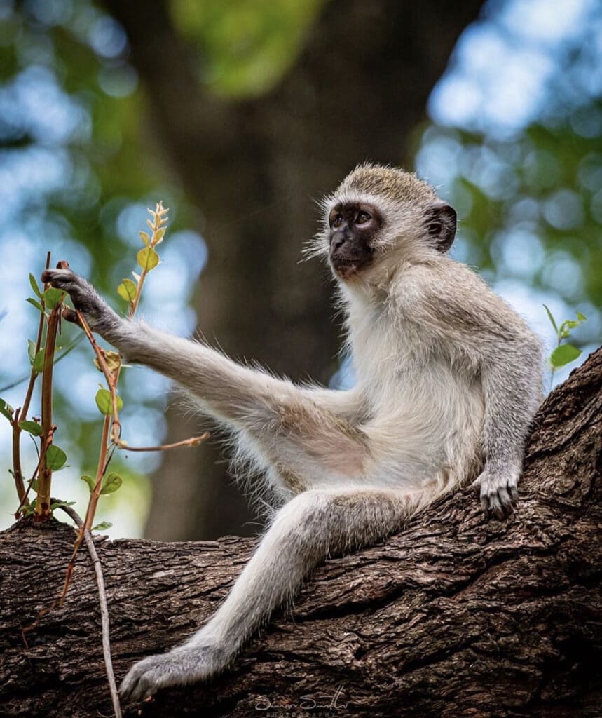 Get To Know The Vervet Monkey - Facts, Myths and Photos | Wildest