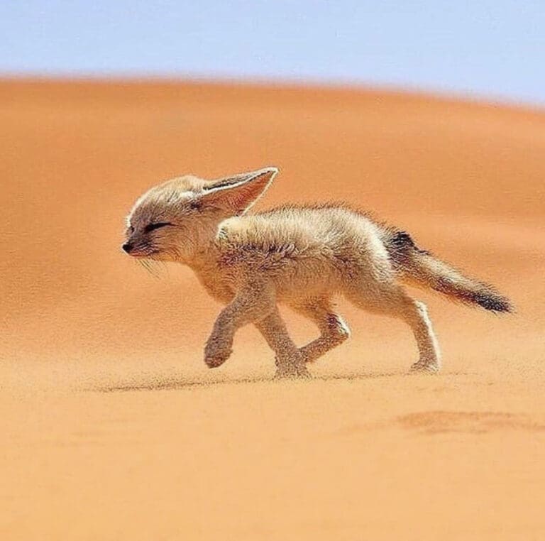 Get To Know The Fennec Fox - Facts, Myths and Photos | Wildest